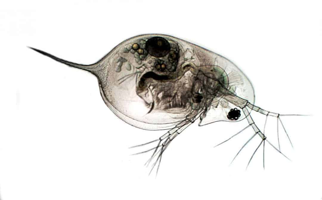 Choosing Animals for your Jarrarium - Self-Sustaining Ecosystem