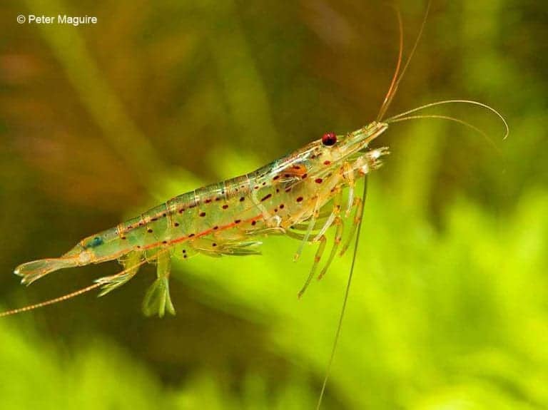 Choosing Animals for your Jarrarium - Self-Sustaining Ecosystem