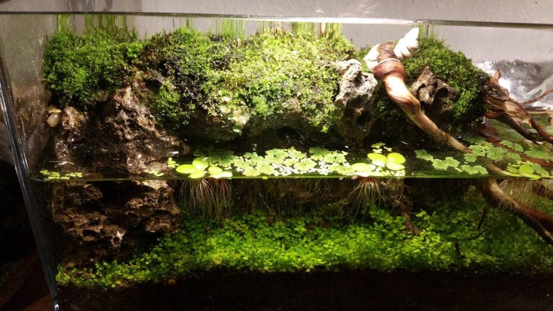 Jarrarium Maintenance - Self-Sustaining Ecosystem