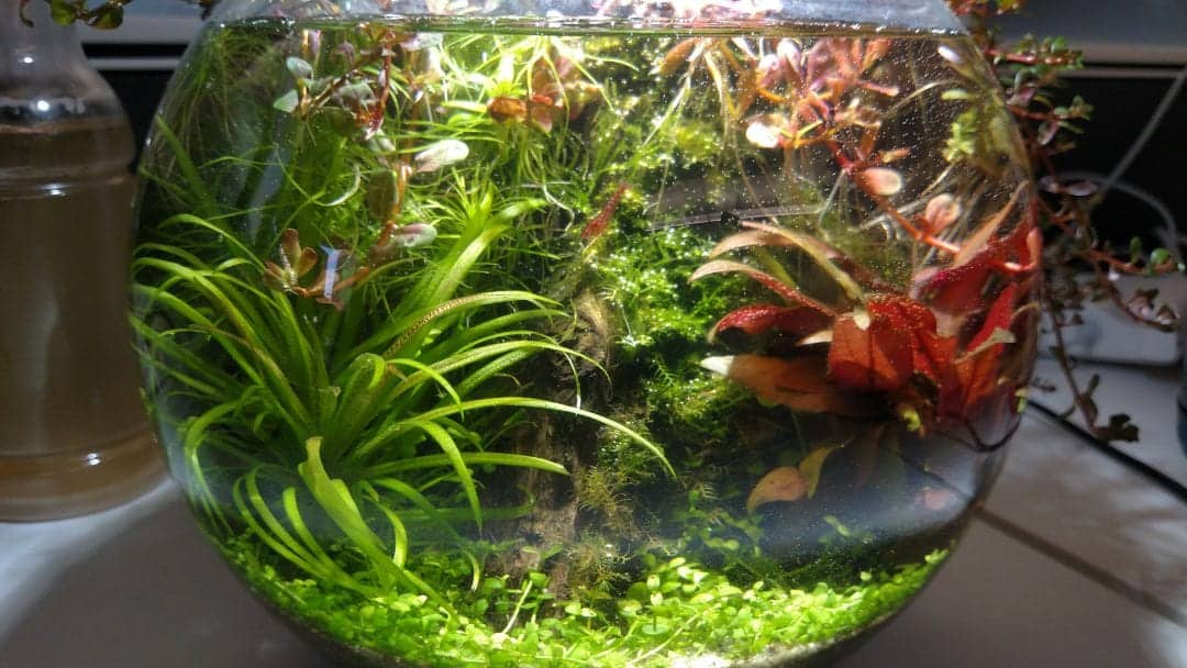 Choosing a Substrate - Self-Sustaining Ecosystem
