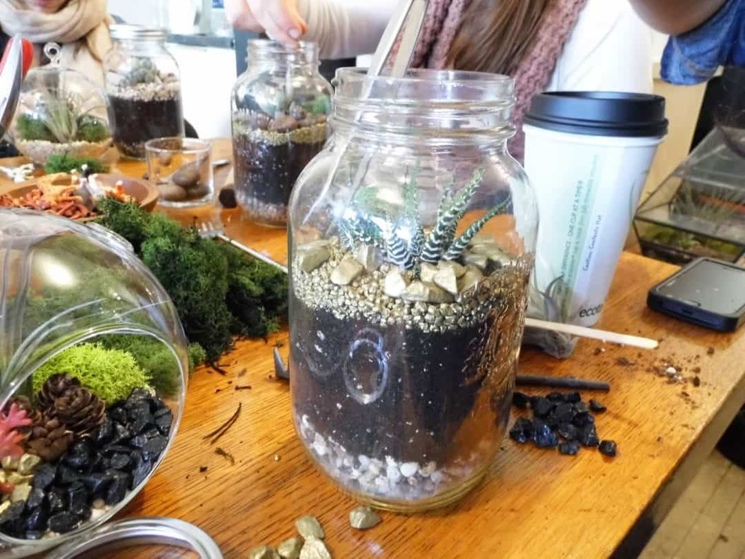 A Complete Guide to DIY Terrariums - Self-Sustaining Ecosystem