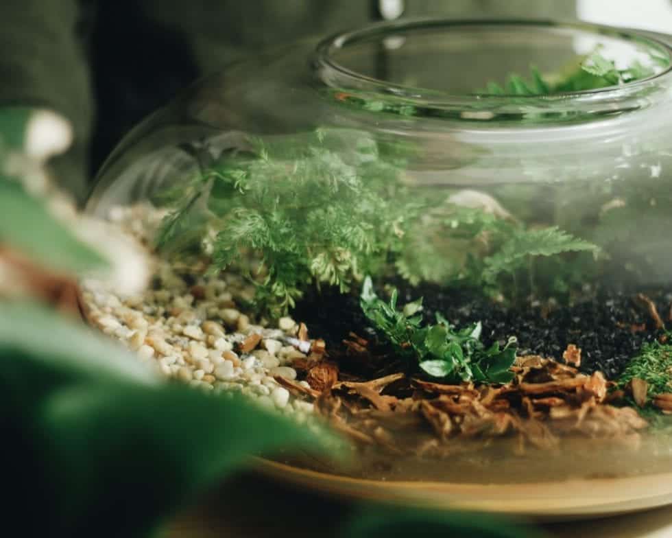 Terrarium Guides | Self-Sustaining Ecosystem