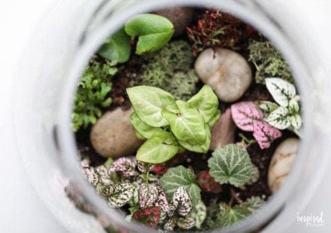 A Complete Guide to DIY Terrariums - Self-Sustaining Ecosystem