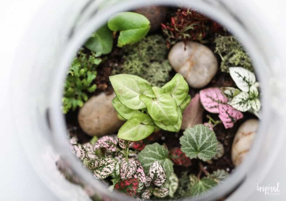 A Complete Guide to DIY Terrariums - Self-Sustaining Ecosystem