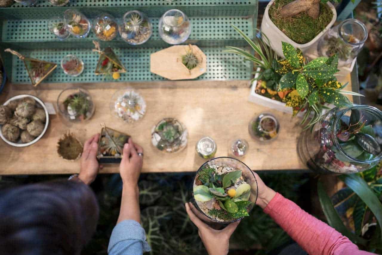 Jarrarium and Terrarium Care Guide - Self-Sustaining Ecosystem