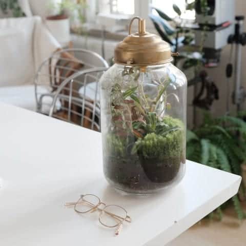 The Complete Terrarium Substrate Guide - Self-Sustaining Ecosystem