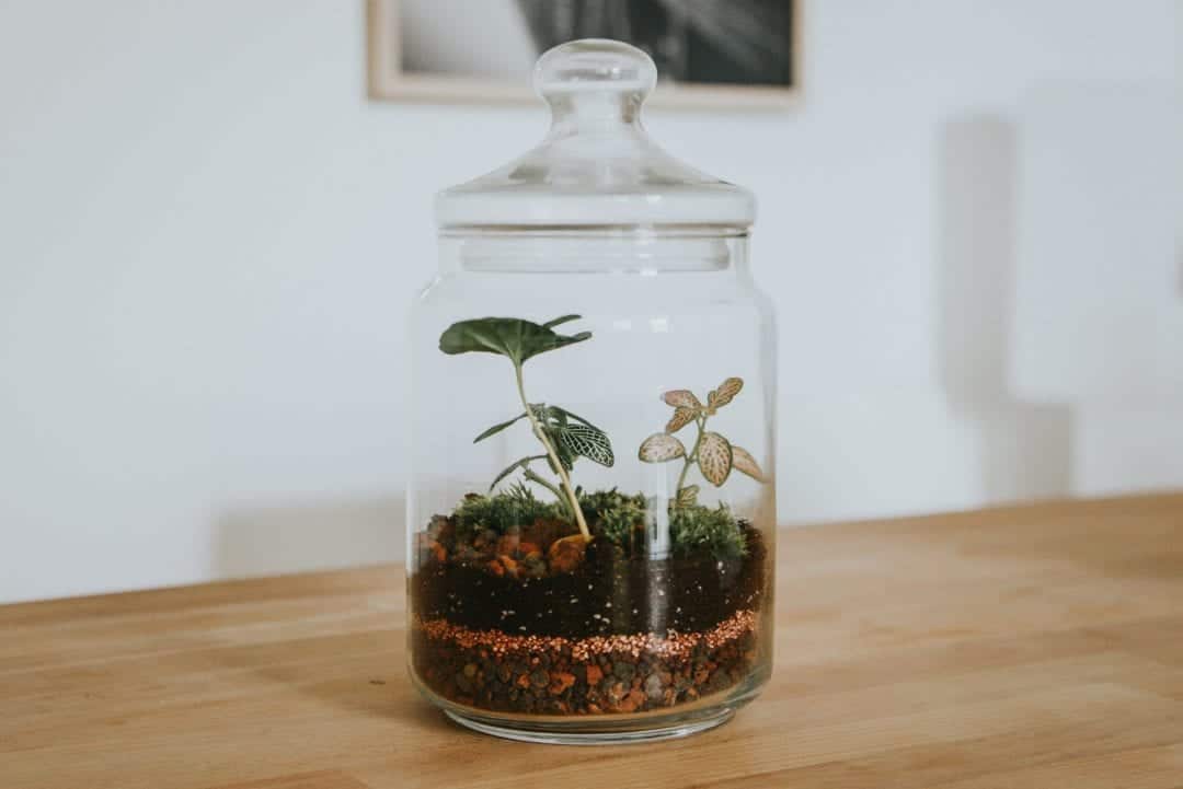 The Complete Terrarium Substrate Guide - Self-Sustaining Ecosystem