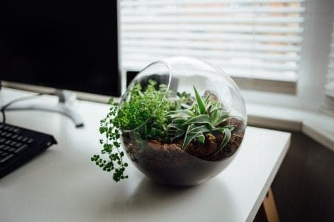The Complete Terrarium Substrate Guide - Self-Sustaining Ecosystem