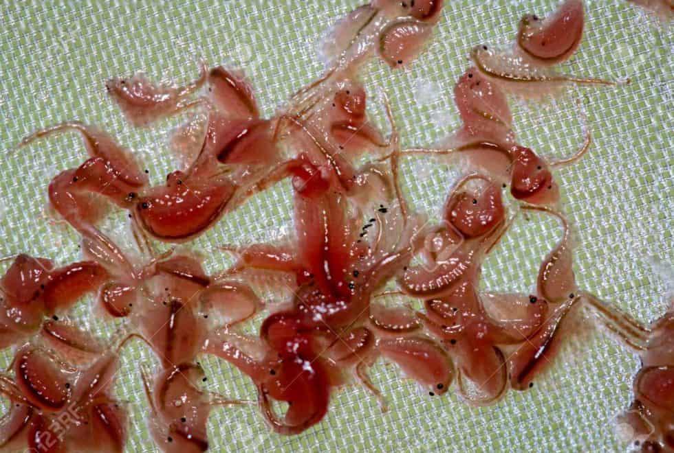 Starting a Self-Sustaining Brine Shrimp Culture - Self-Sustaining Ecosystem