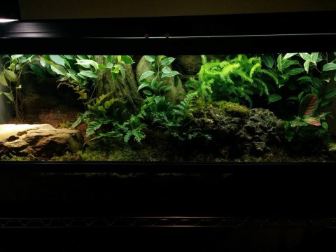 Terrarium Guides Archives - Self-Sustaining Ecosystem