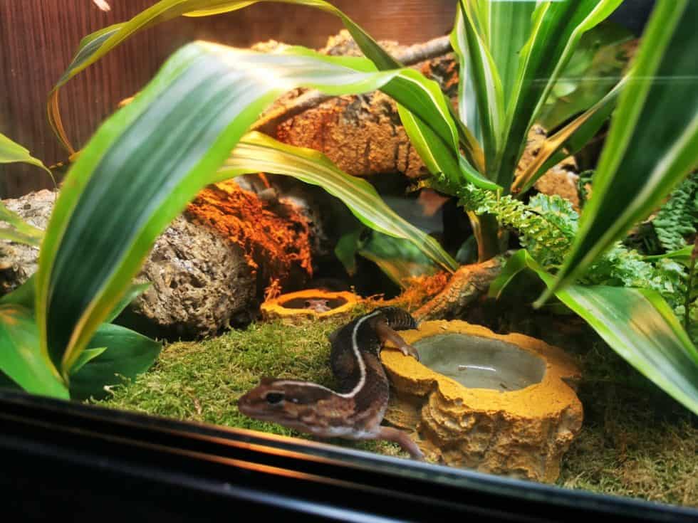 3 Best Bioactive Snake Terrarium Kits 2021 - Self-Sustaining Ecosystem