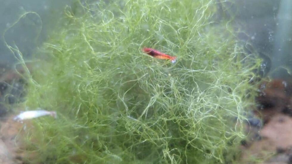 EcoSphere - Closed Aquatic Ecosystem - Self-Sustaining Ecosystem