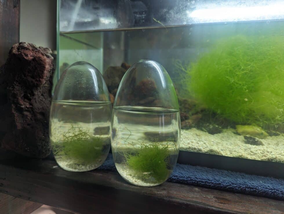 EcoSphere - Closed Aquatic Ecosystem - Self-Sustaining Ecosystem